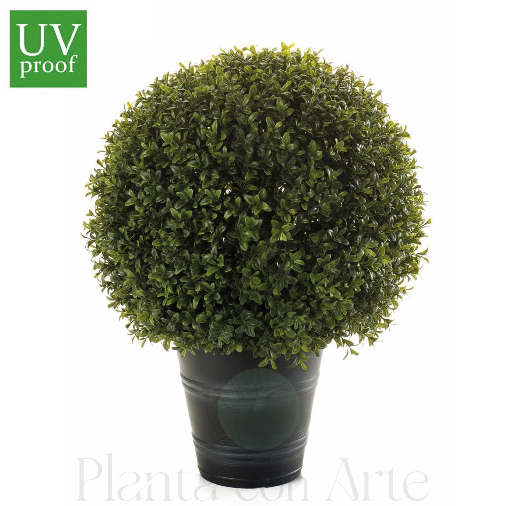 BOLA de BOJ para exterior en maceta - Tratamiento UV